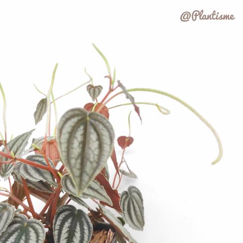 Jual Peperomia Turboensis | Red Watermelon | Tanaman Hias Pot Indoor ...