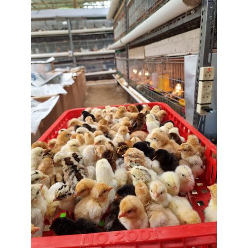 Jual Telur Ayam Kampung Yudistira (AKY) Parent Stock (PS) 15 pc - Kab ...