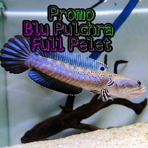 Jual Channa Blue pulchra 8-9cm Full Pelet Bahan ajib - Pelet Blue ...