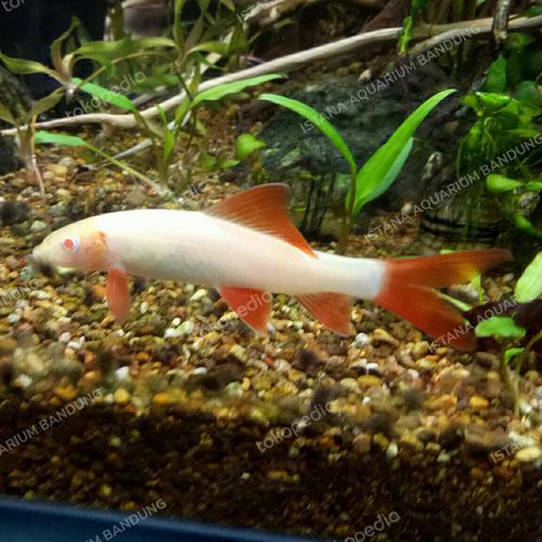 Jual ikan hias redfin albino - Kota Bandung - ISTANA AQUARIUM BANDUNG ...