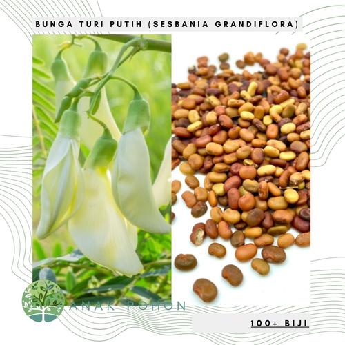 Jual 100+ Benih Bibit Biji - Bunga Kembang Turi Putih Sesbania ...