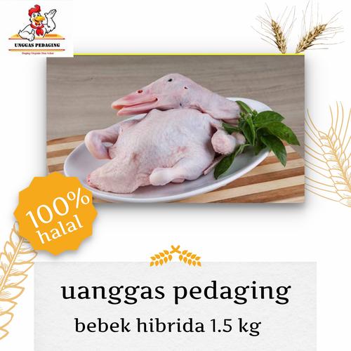 Jual bebek hibrida utuh ukuran : 1.5 kilo gram - segar - Kota Denpasar ...