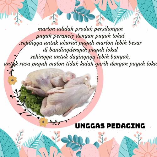 Jual daging burung puyuh marlon ( manok londo ) - Kota Denpasar ...