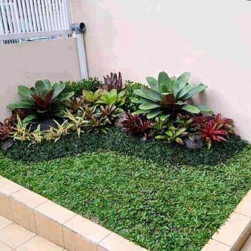 Jual taman halaman kecil+bromelia - Jakarta Barat - hamza lanscape ...