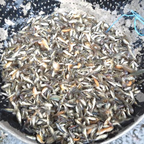 Jual Bibit Ikan Mas Kecil - Anakan Ikan Mas - Benih Ikan Mas 1 Liter ...
