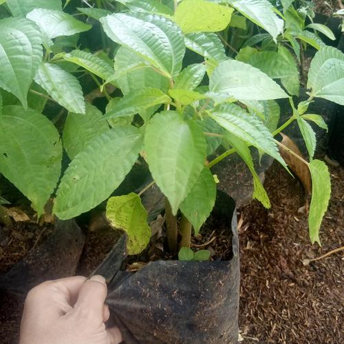 Jual pohon pohpohan, bibit tanaman pohpohan - Kab. Bogor - Central ...