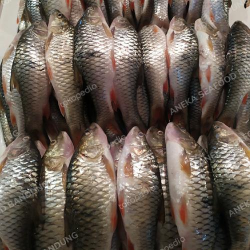 Jual IKAN HAMPALA / HAMPAL / BURAU SEGAR 1kg - Kota Bandung - ANEKA ...