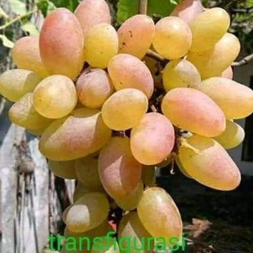Jual Bibit anggur Import transfiguration transfigurasi Grafting Asli ...
