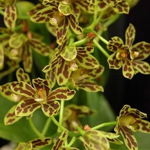 Jual Seedling anggrek macan (Grammatophylum scriptum) - Kab. Malang ...