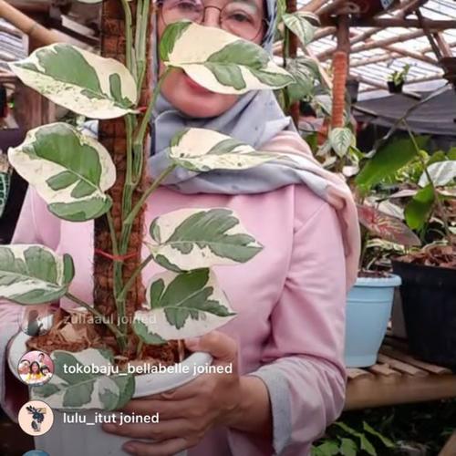 Jual tanaman kak reza - Kota Tangerang Selatan - fidelya_plants | Tokopedia
