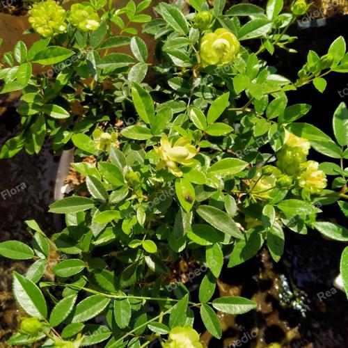 Jual Bunga Mawar Hijau Import / Bunga Mawar Eclair - Kab. Bandung Barat ...