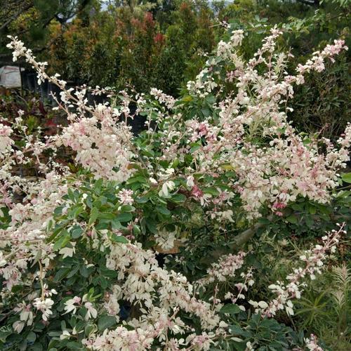 Jual Tanaman Asam Belanda / Asem Ranji Bahan Bonsai - Kota Batu ...