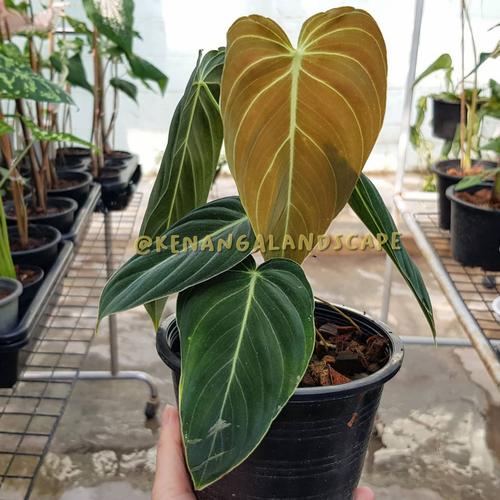 Jual tanaman hias philodendron melanocrysum - philodendron melano ...