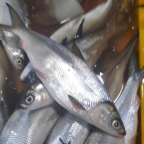 Jual ikan bandeng jumbo 1 ekor 2kg - Jakarta Barat - sumbersegarmandiri ...