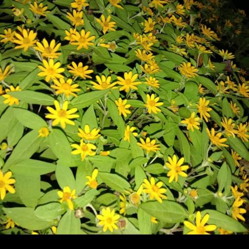 Jual Tanaman hias Melampodium/bunga matahari mini/bunga seribu bintang ...