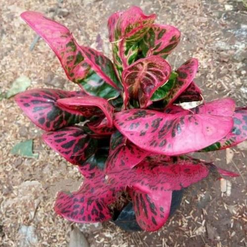 Jual tanaman puring kerupuk merah rimbun - Kota Tangerang Selatan ...