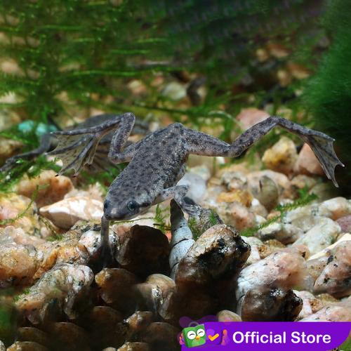 Jual Katak Air Afrika / African Dwarf Frog / Katak Hias Aquascape ...