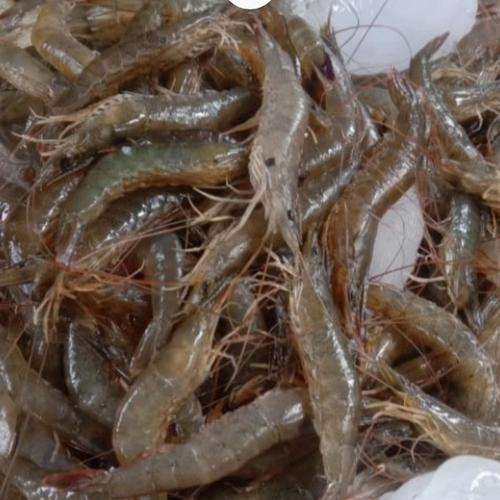 Jual udang api api fresh 1kg - Jakarta Barat - sumbersegarmandiri ...