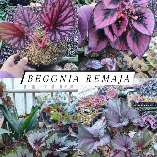 Jual macam macam begonia remaja tanaman hias rimbun - keong warna - Kab ...