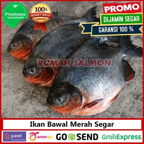 Jual Ikan Bawal Tawar Segar / Ikan Bawal Merah 1kg isi 3-4 Ekor Segar ...