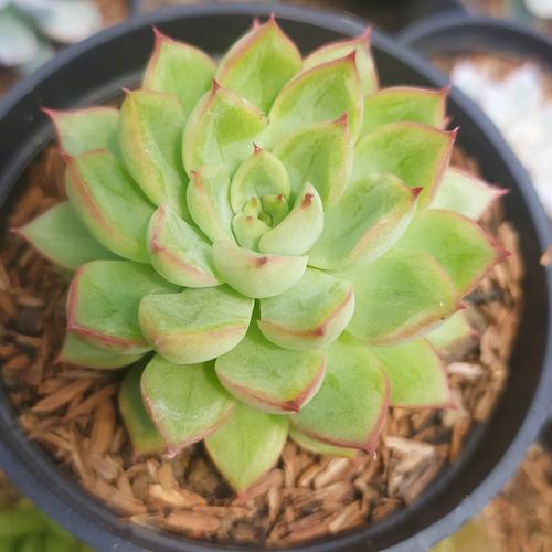 Jual tanaman hias/sukulen echeveria mebina - Kab. Bandung Barat - soni ...