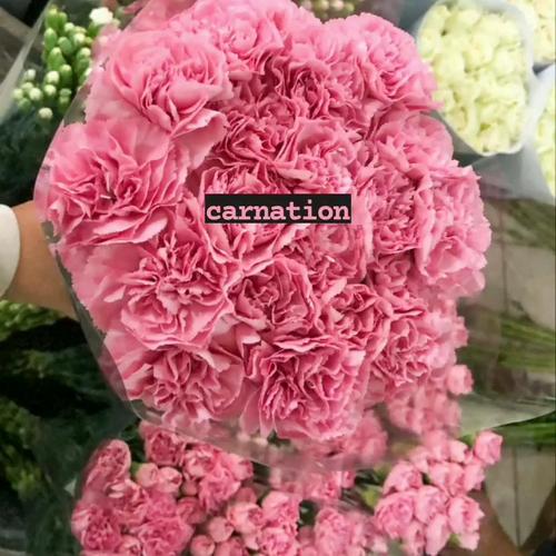 Jual bunga carnation / anyelir segar - Jakarta Barat - Florist JKT ...