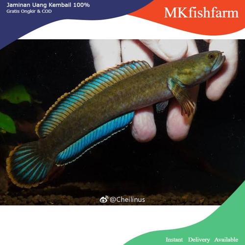 Jual ikan hias predator air tawar murah chana limbata gachua kotes bogo ...