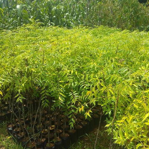 Jual BIBIT TANAMAN MIMBA 1 METER / MIMBO / TANAMAN OBAT KELUARGA ...