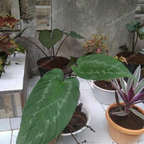 Promo tanaman keladi varigata tanaman hias - Jakarta Selatan - herbs ...