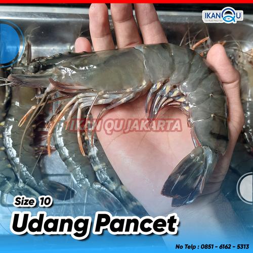 Jual Udang Pancet Segar Besar sz 10 / Udang Tiger Fresh 1kg / Udang ...