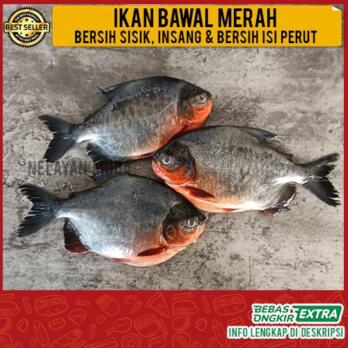 Jual Ikan Bawal Merah Segar / Bawal Tawar Fresh / Ikan Bawal Bersih ...