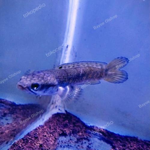 Jual channa blue pulchra double tail rare item unik langka - Kota ...