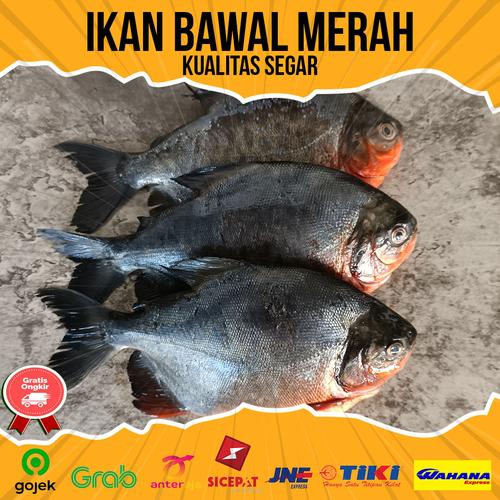 Jual Ikan Bawal Merah Tawar Segar / Ikan Tawar Segar / Bawal Merah ...