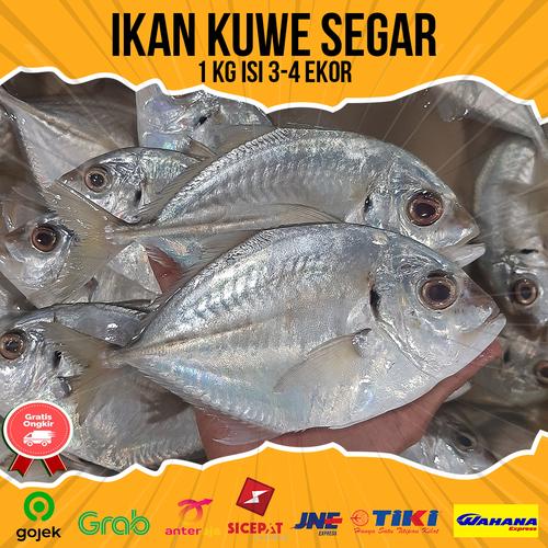 Jual Ikan Kuwe Segar Fresh Ukuran Besar 1kg isi 3-5 ekor - 1 kg - Jakarta Utara - Seafood ...