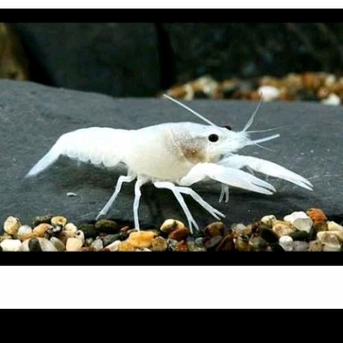 Jual lobster putih ukuran master - Kab. Bogor - Maju aquascape | Tokopedia