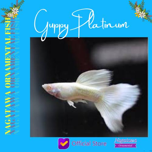 Jual Ikan Hias Aquascape Guppy Platinum M - Jakarta Barat - Nagatawa Ornamental Fish | Tokopedia