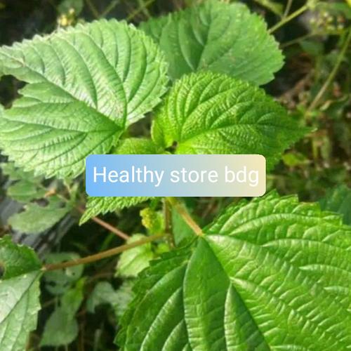 Jual Daun Jelatang daun gatal atau daun pulus segar 1 kg - Kab. Bandung ...