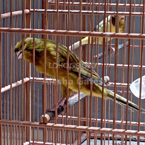 Jual sale burung kenari yorkshire lokal YSL jantan muda full guacor dor ...