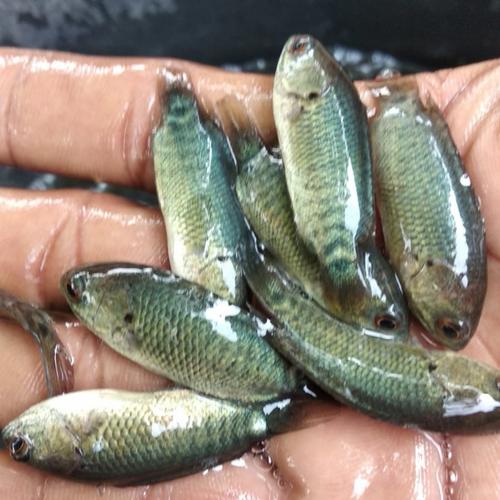 Jual bibit ikan betok - Kota Depok - Noer olshope | Tokopedia