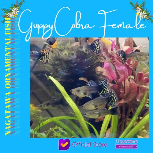 Jual Ikan Hias Aquascape Guppy Cobra Betina M - Jakarta Barat - Nagatawa Ornamental Fish | Tokopedia