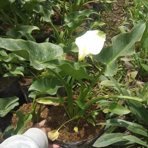 Jual kala lili calla lily Zantedeschia bunga putih tanaman hias ...