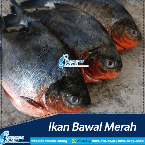 Jual Ikan Bawal Merah Segar - Ikan Tawar Segar - Bawal Tawar Fresh ...