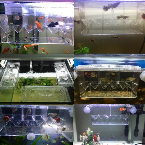 Promo Breeding Box Isolation Ikan Guppy Molly Kotak Wadah - 4 Kamar ...