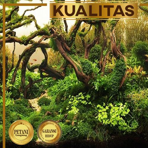 Jual Kayu Aquascape Paduan Tanaman Hias Aquarium Jenis Akar Rasamala ...