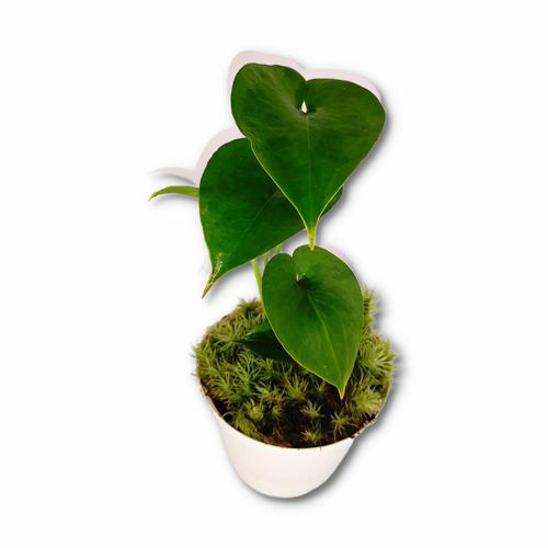 Jual Tanaman hias amydrium humile sumatera - Kota Padangsidimpuan ...