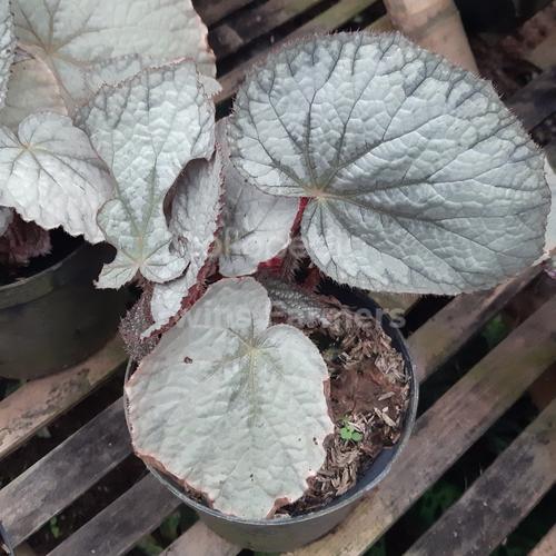 Jual TANAMAN BEGONIA SILVER / TANAMAN HIAS/ BEGONIA SILVER/ TANAMAN ...