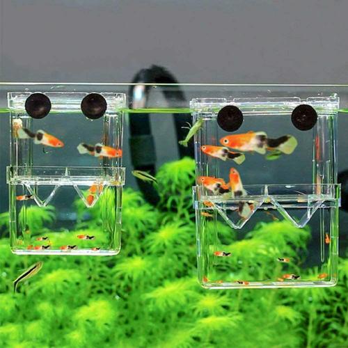 Jual Breeding Box Isolation Ikan Guppy Molly Kotak Aquarium BOX ...