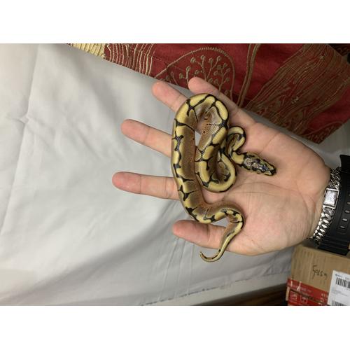 Jual ball python spider het lavender albino/ ball phyton spider het ...
