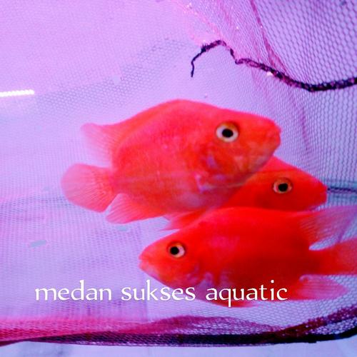Jual #A1 Hong Sui / Red Parrot / IkanHias Air Tawar /Ikan Hongsui ...