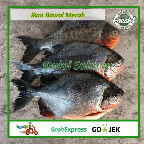 Jual Ikan Bawal Tawar Segar / Ikan Bawal Merah Fresh 1kg isi 3-4 Ekor ...